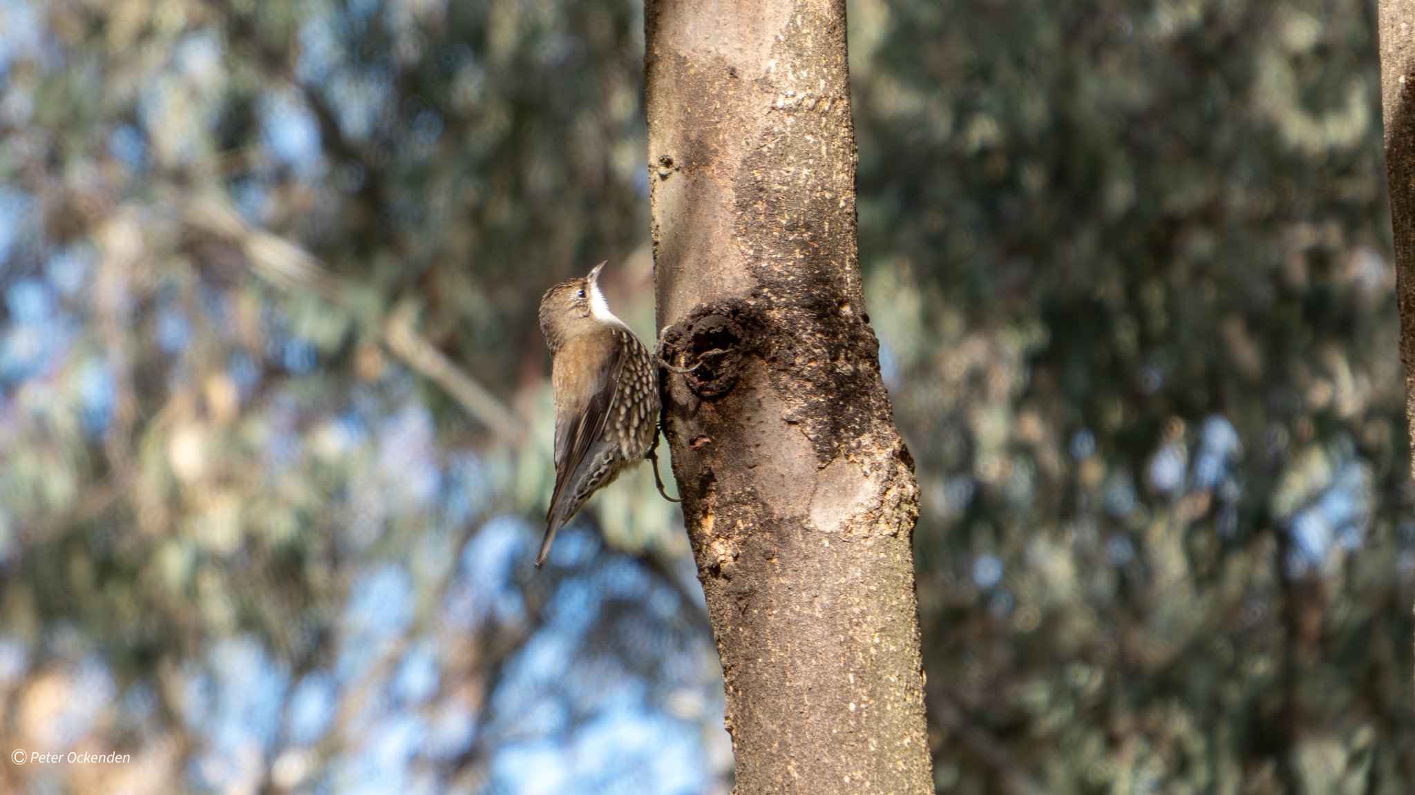 Wednesday Walkabout in Oxley, NE Victoria 30/07/2025 – Walking ...