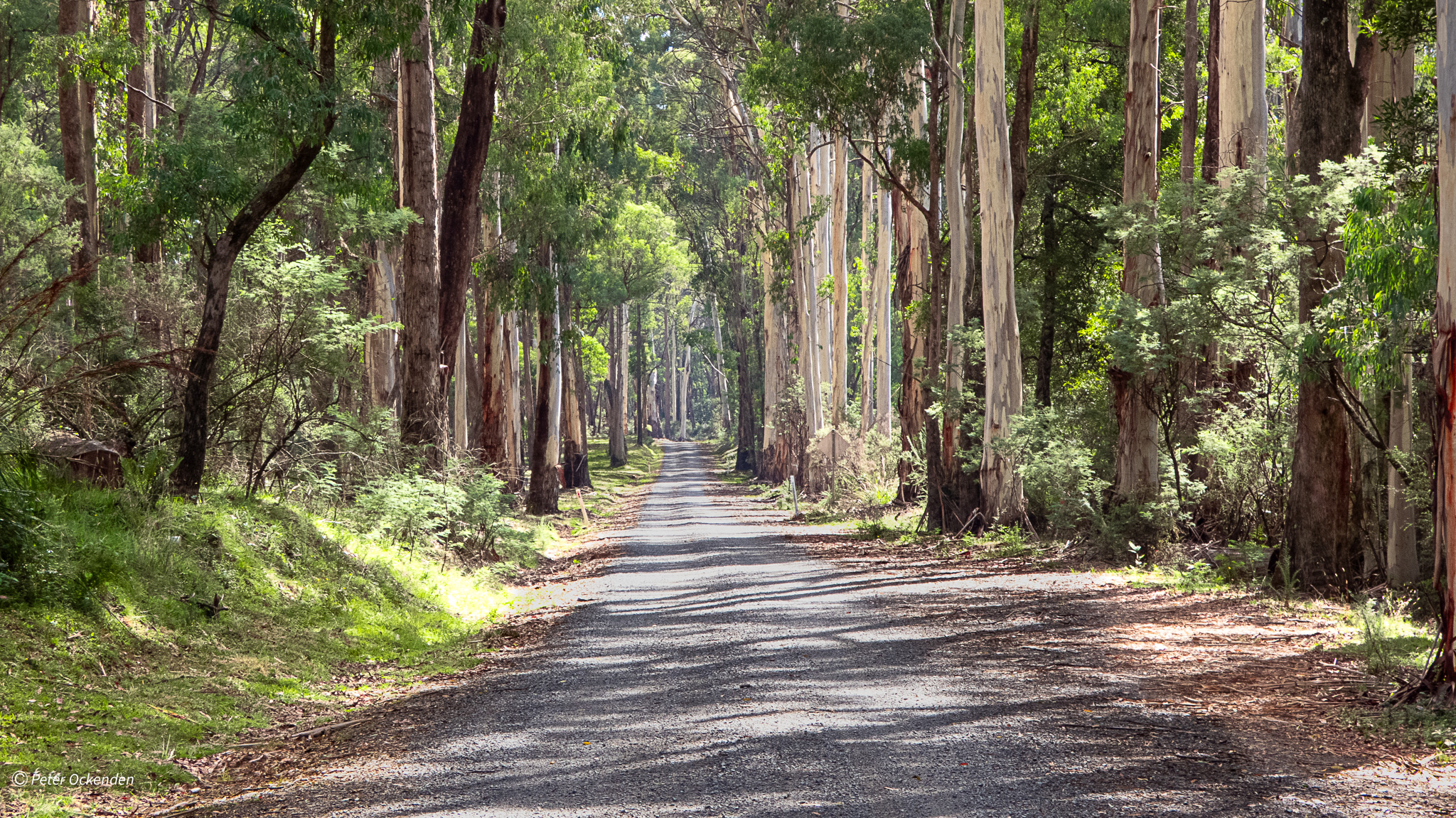 The Aussie Bush is Wonderful in late Spring. – Walking Glenrowan and Beyond
