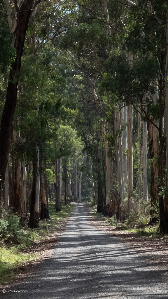The Aussie Bush is Wonderful in late Spring. – Walking Glenrowan and Beyond